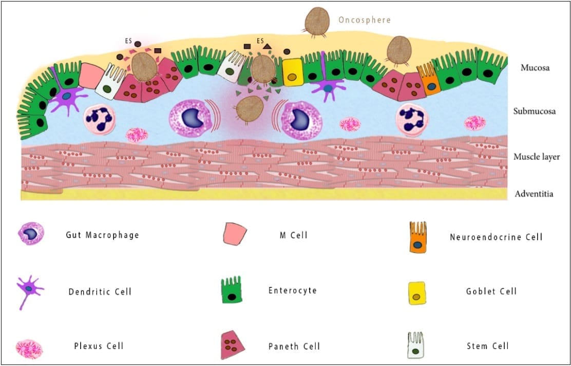 Interactions between Innate Immunity System and Echinococcus granulosus ...
