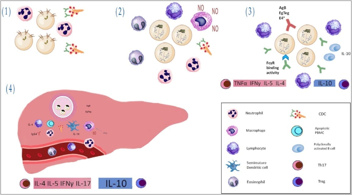 Interactions between Innate Immunity System and Echinococcus granulosus ...