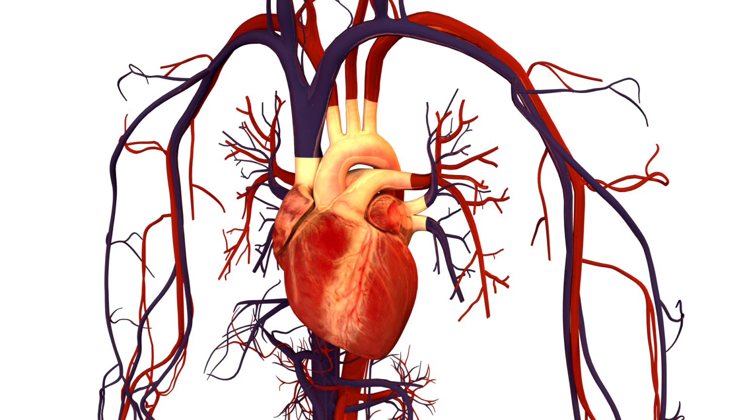 Series of Cardiology Research | SeriesScience | Open Access